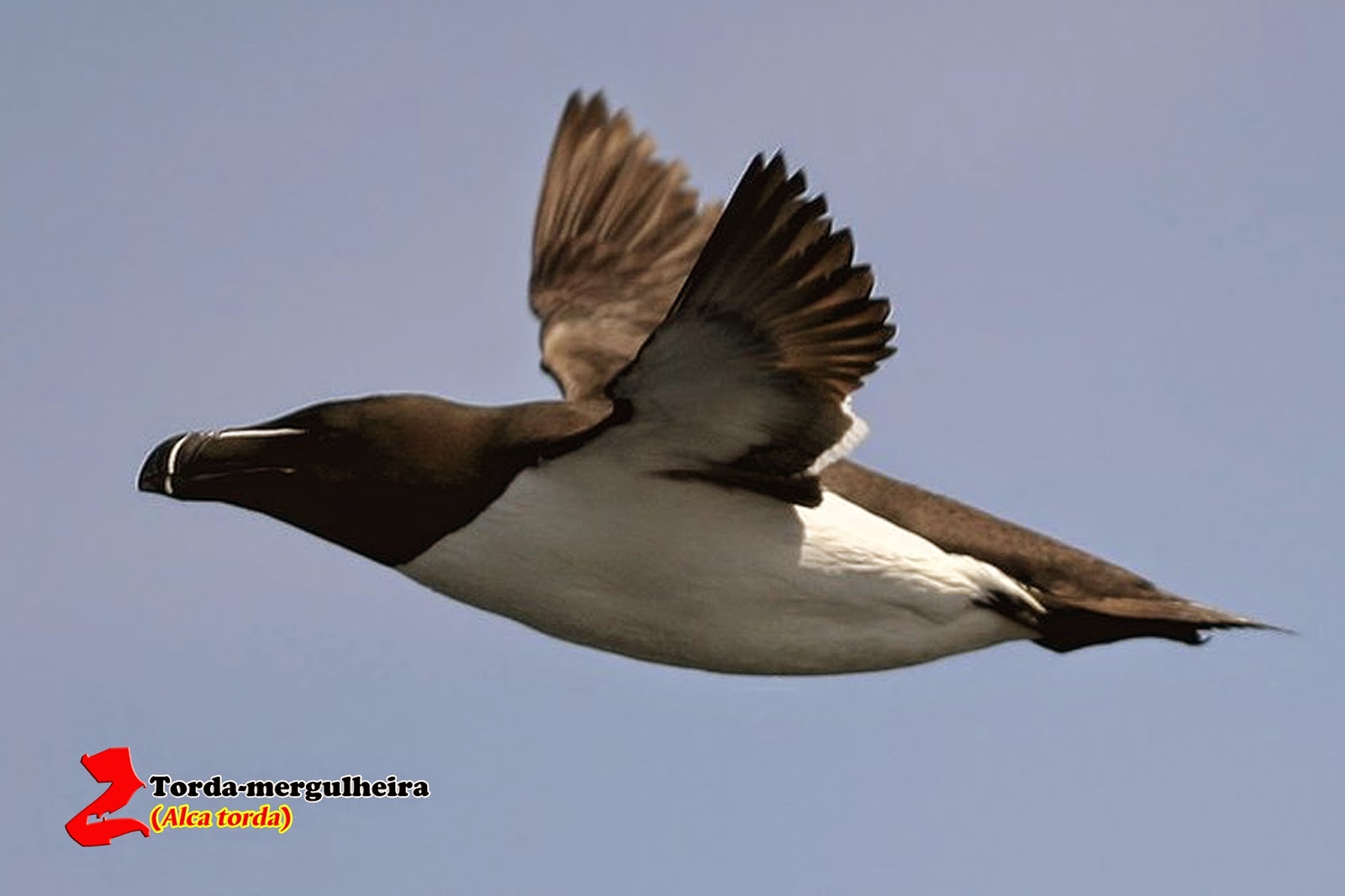 Zoologia: Torda-mergulheira (Alca torda)